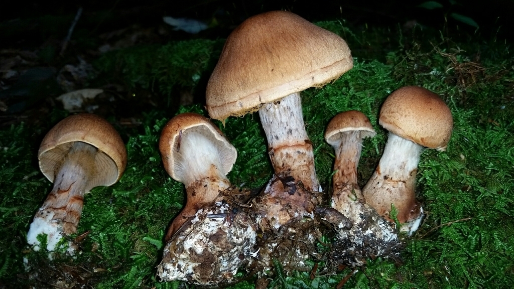 red-banded webcap from Cook Forest PA on September 14, 2018 at 10:41 AM ...