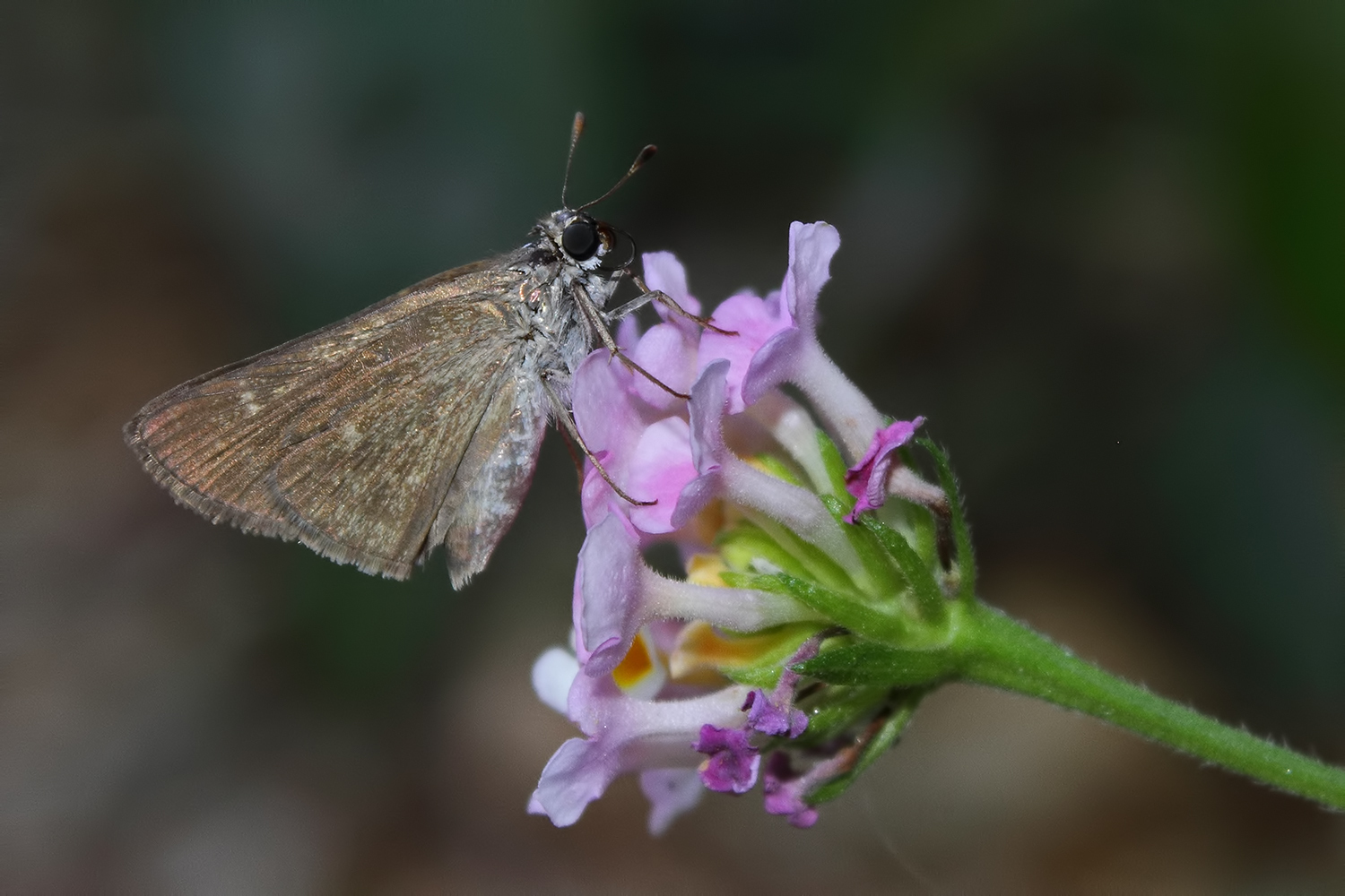 Gegenes pumilio (Hoffmannsegg, 1804)