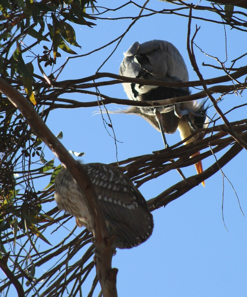 Black-crowned Night-Heron from Mission Bay, San Diego, CA, USA on ...
