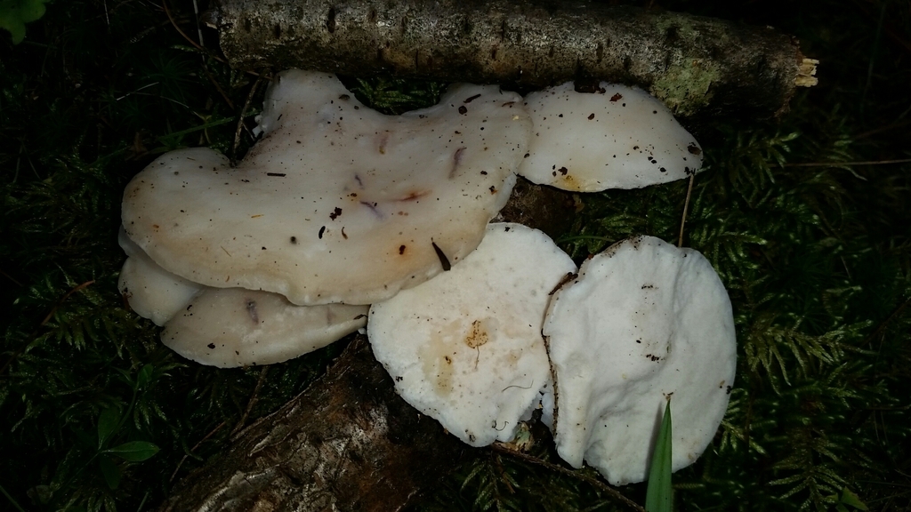 White Cheese Polypore from Cook Forest, Clarion County, US-PA, US on ...