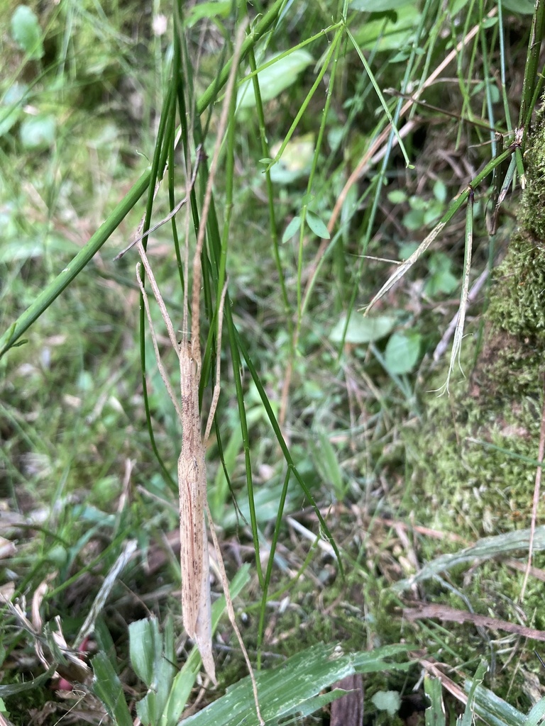 Pink-winged Stick Insect from Oʻahu, Ahuimanu, HI, US on December 24 ...