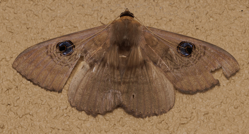 Southern Moon Moth in December 2022 by Andrew Humpage · iNaturalist