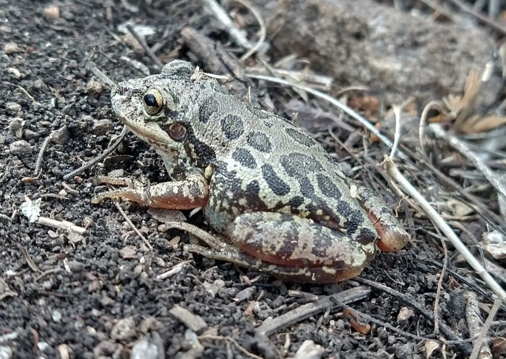 Lowland Burrowing Tree Frog from Las Musas on December 15, 2022 by ...