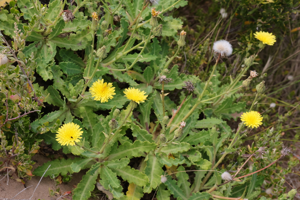 dune thistle from Melbourne VIC, Australia on December 17, 2022 at 11: ...