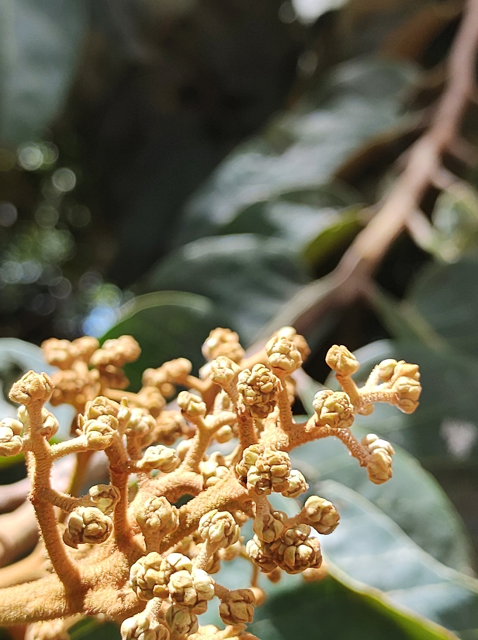 Virola sebifera Aubl.