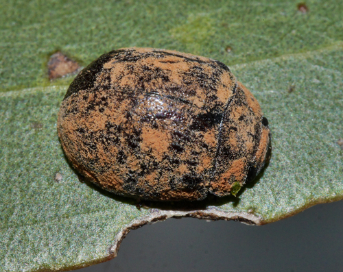 Trachymela alticola · iNaturalist