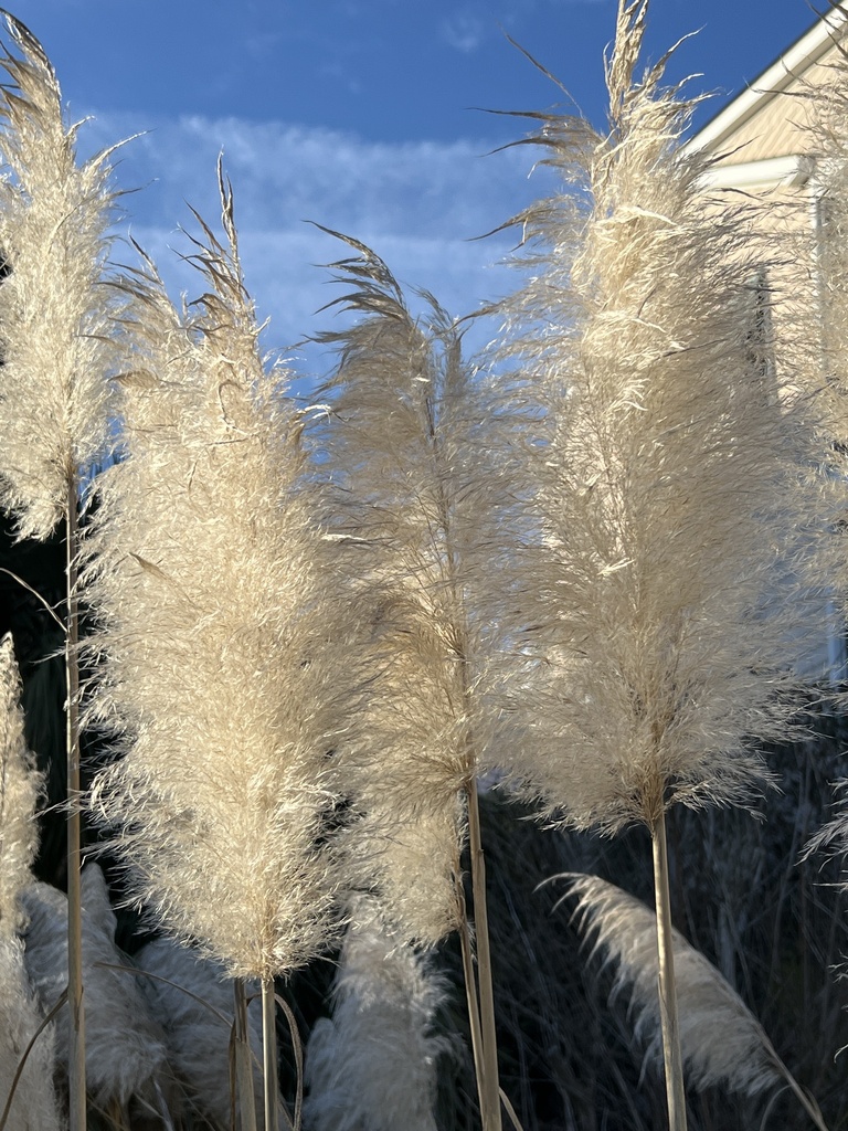 Pasto pampa (Pastos de Durango) · iNaturalist