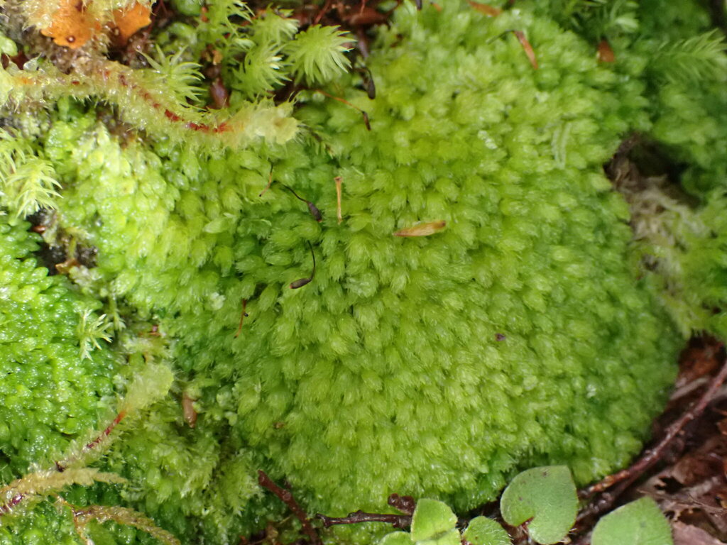 mosses from Mokihinui, New Zealand on December 12, 2022 at 06:32 PM by ...