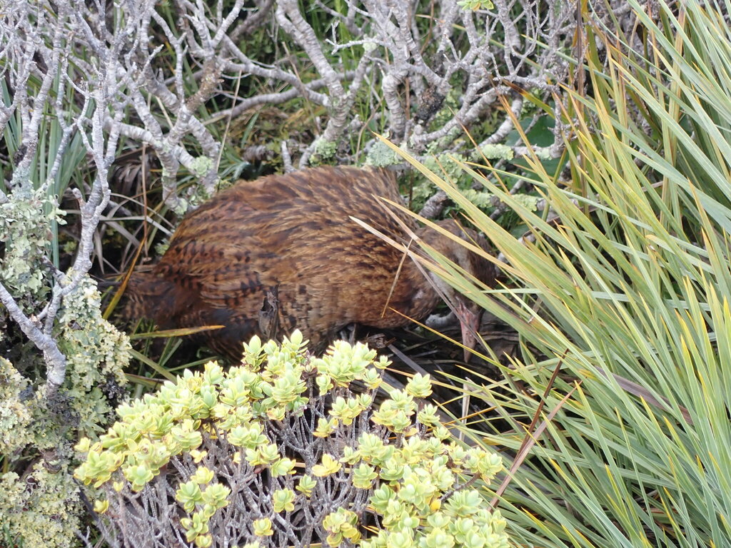 Western Weka in December 2022 by Leon Perrie · iNaturalist
