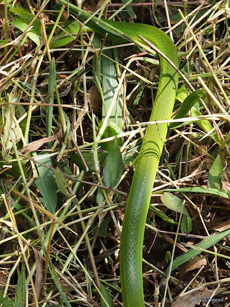 Chinese Green Snake from 香港 on May 25, 2017 at 10:22 AM by wklegend ...