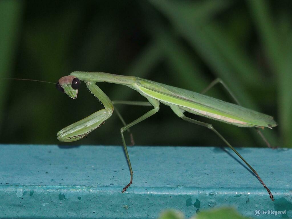 Chinese Mantis from 香港藍田 on June 22, 2017 at 07:18 PM by wklegend ...
