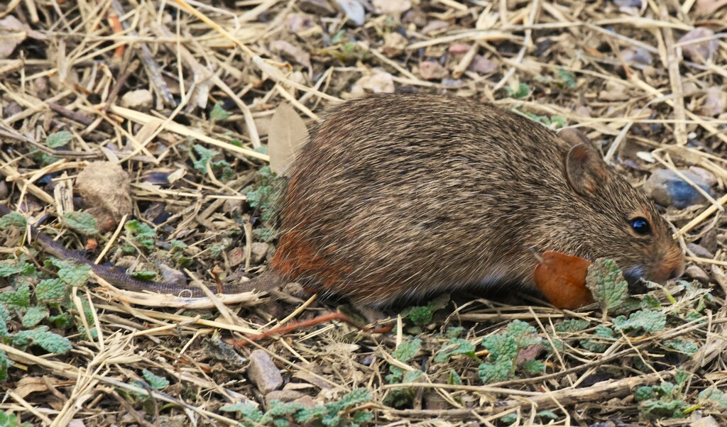 Yellow-nosed Cotton Rat from 1218 S Madera Canyon Rd, Madera Canyon, AZ ...