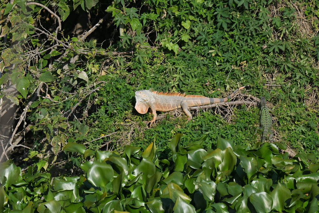 Green Iguana from 高屏溪, 屏東市, TW on December 25, 2022 at 08:38 AM by Jhih ...