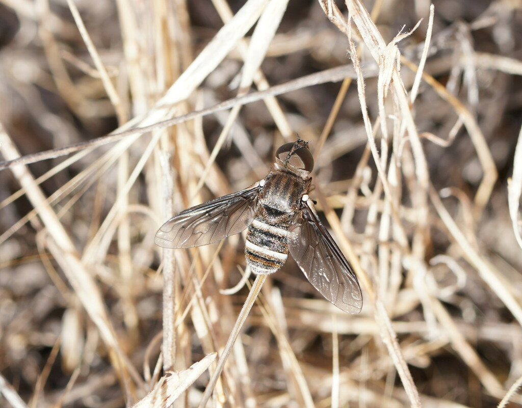 banded bee flies from Murray-Sunset VIC 3490, Australia on December 14 ...