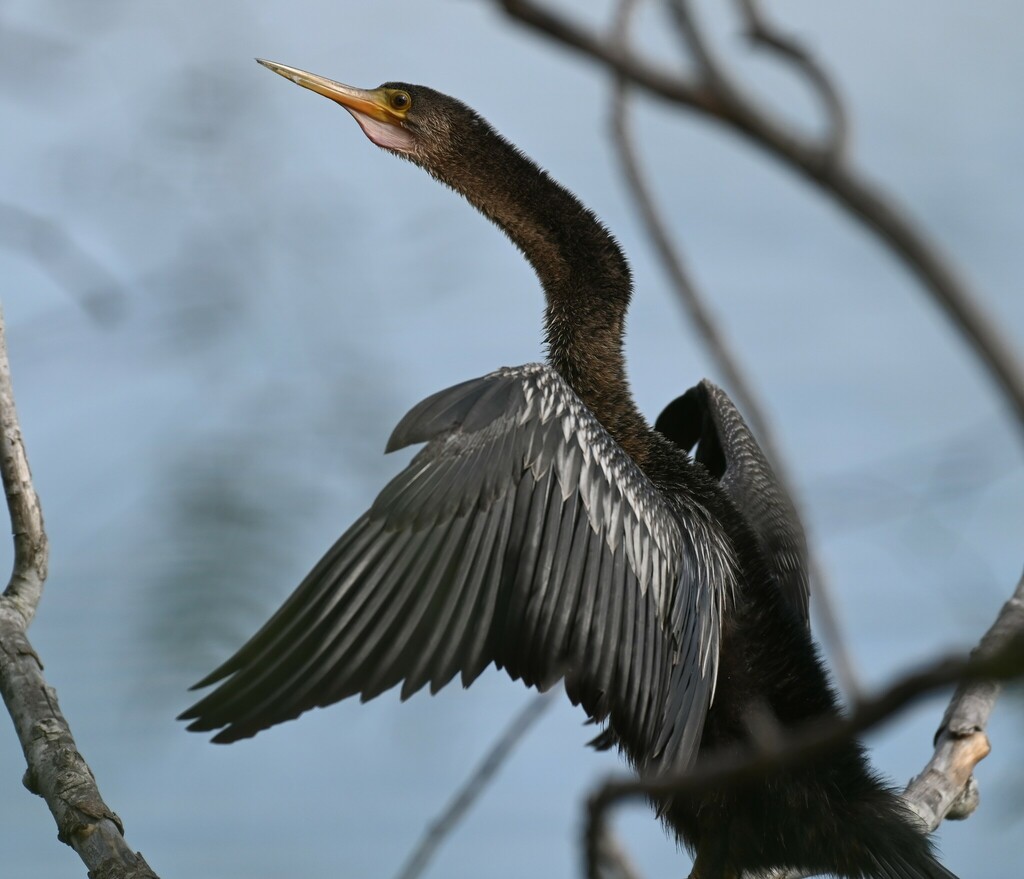 Anhinga from South Side, Corpus Christi, TX, USA on December 22, 2022 ...