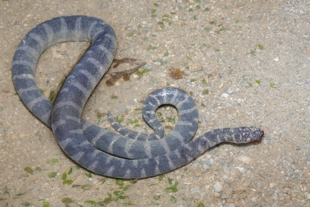 Marine File Snake from Semakau Island, Singapore on December 24, 2022 ...