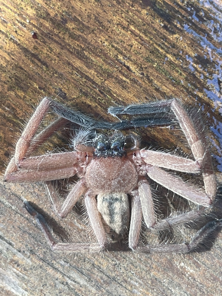 Social Huntsman Spider from Boundary Tk E, Frankston South, VIC, AU on ...