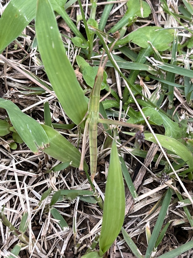 Oriental Longheaded Locust from Kunigami, JP-ON, JP on December 25 ...