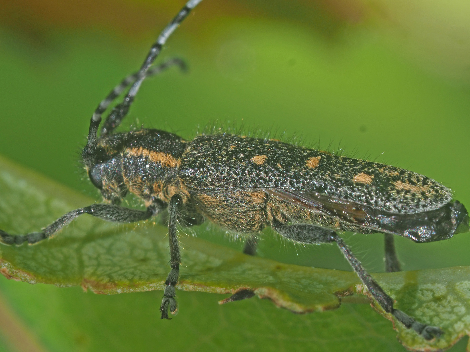Saperda populnea (Linnaeus, 1758)