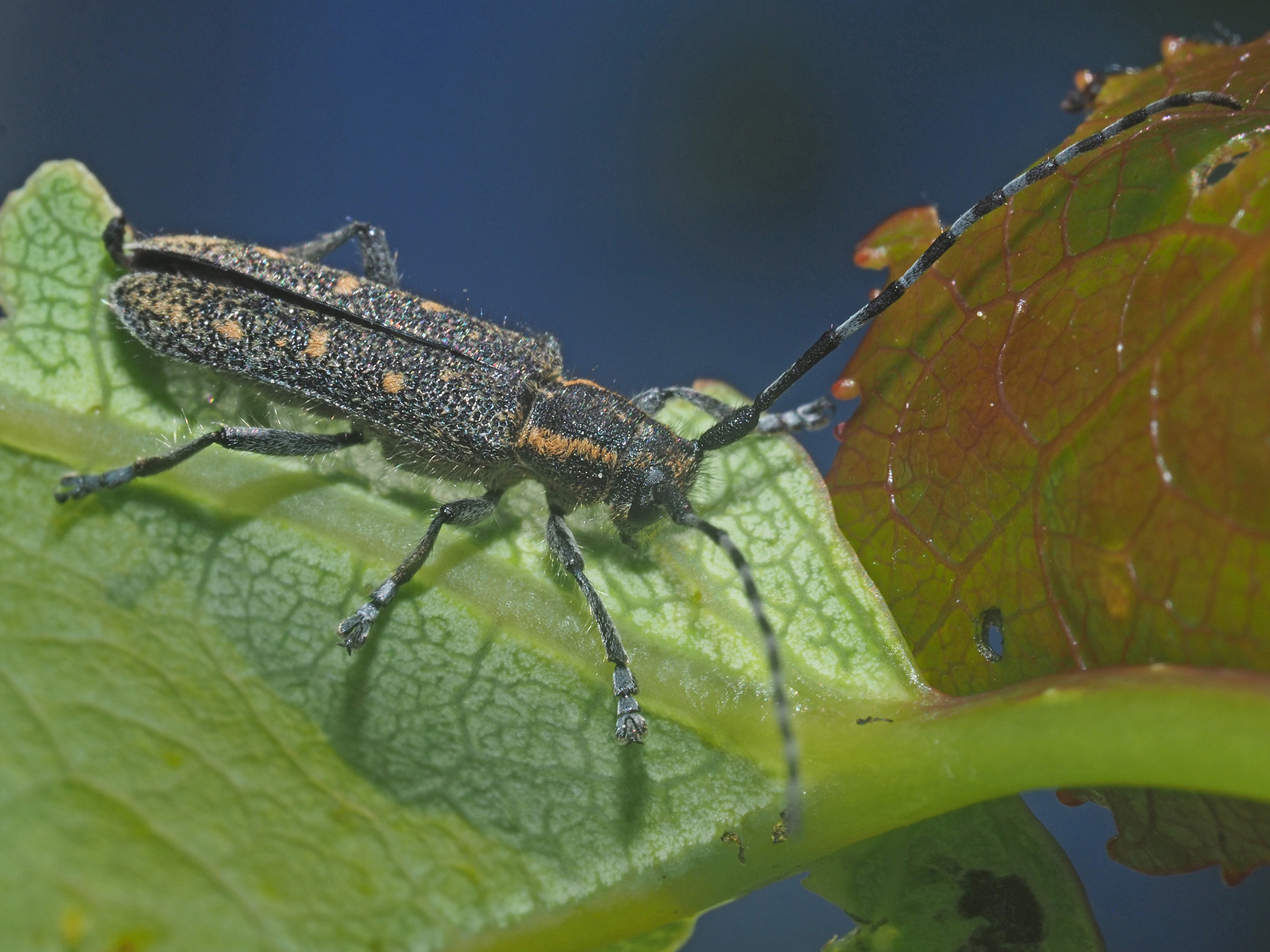 Saperda populnea (Linnaeus, 1758)