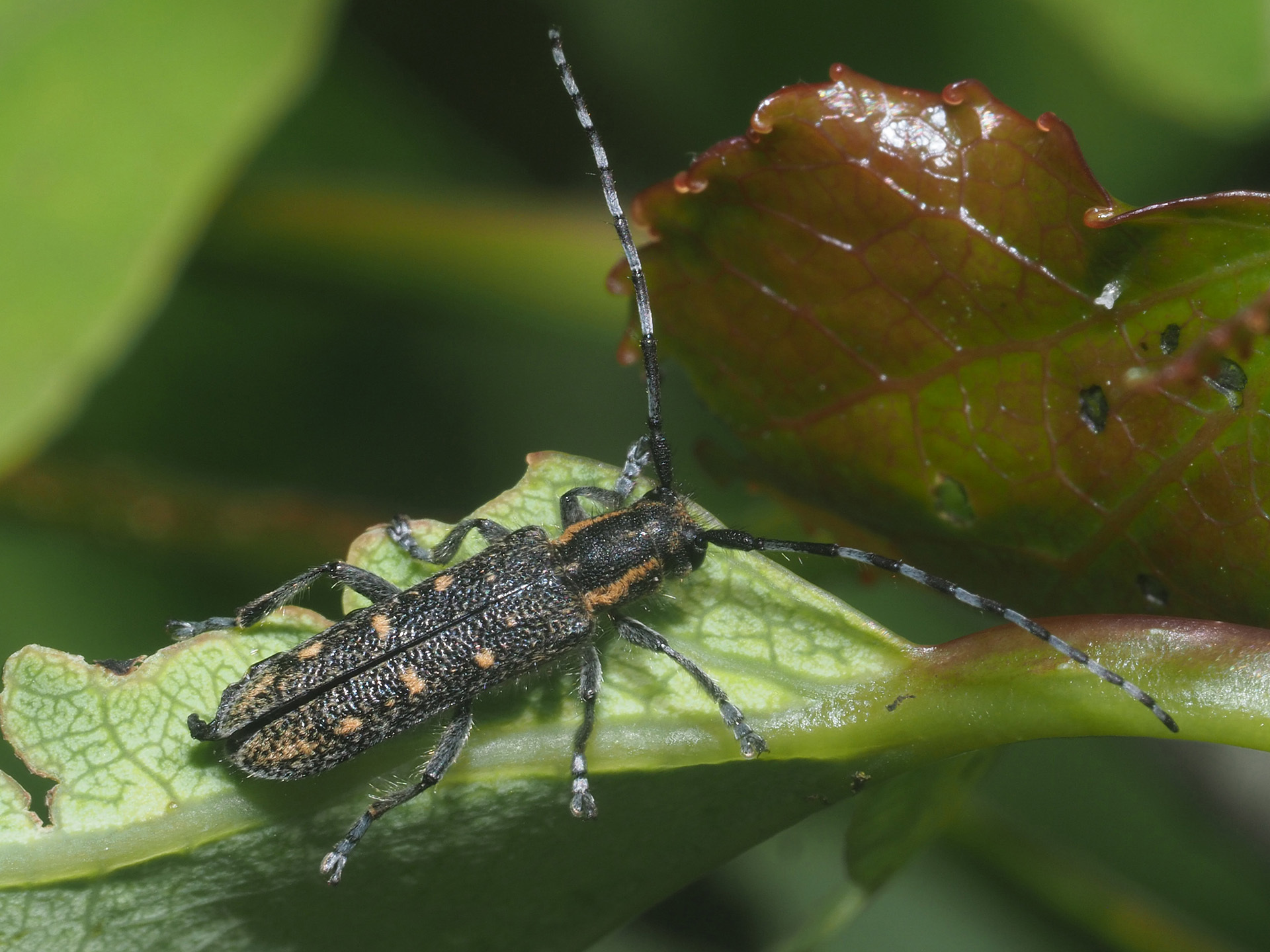 Saperda populnea (Linnaeus, 1758)