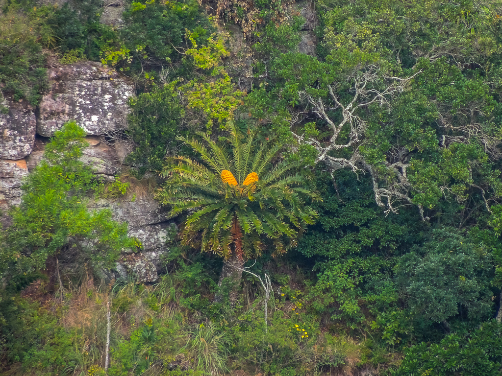 Natal Giant Cycad (Encephalartos natalensis) - Botanical Realm