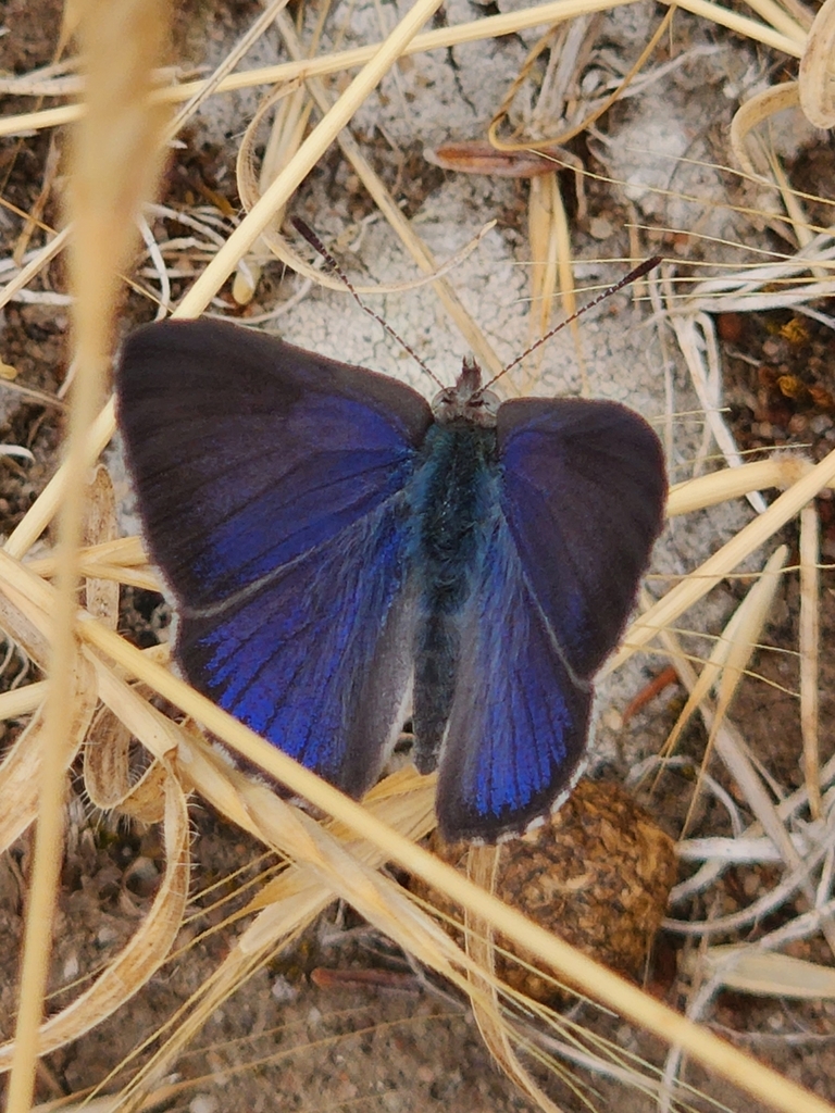 Varied Dusky-blue from Gerang Gerung VIC 3418, Australia on December 23 ...