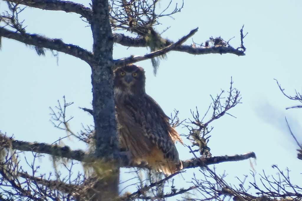 Blakiston's Fish-Owl in June 2021 by sergey_stefanov · iNaturalist