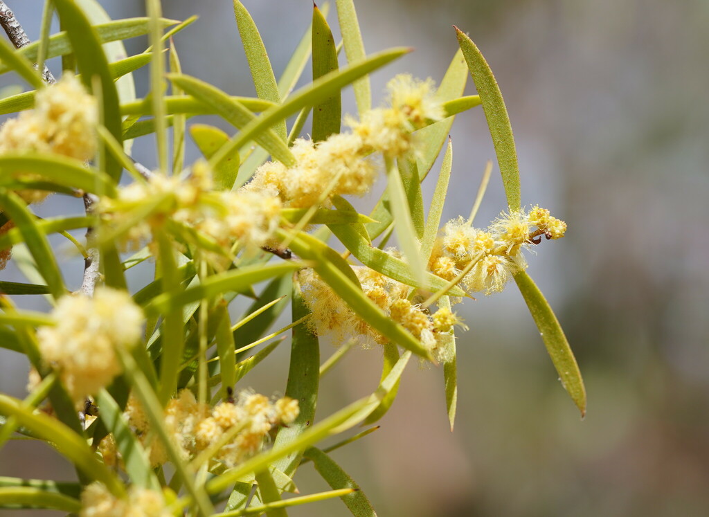 Boree (Plants of Central Queensland) · iNaturalist