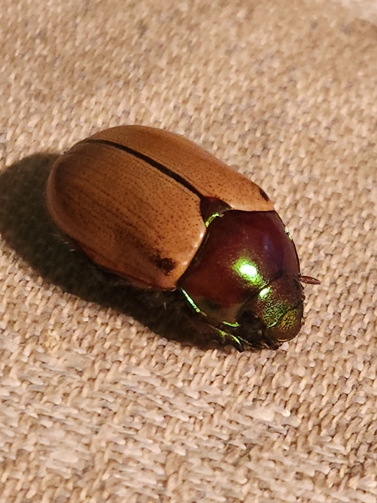 Brown-winged Christmas Beetle from Blaxland NSW 2774, Australia on ...