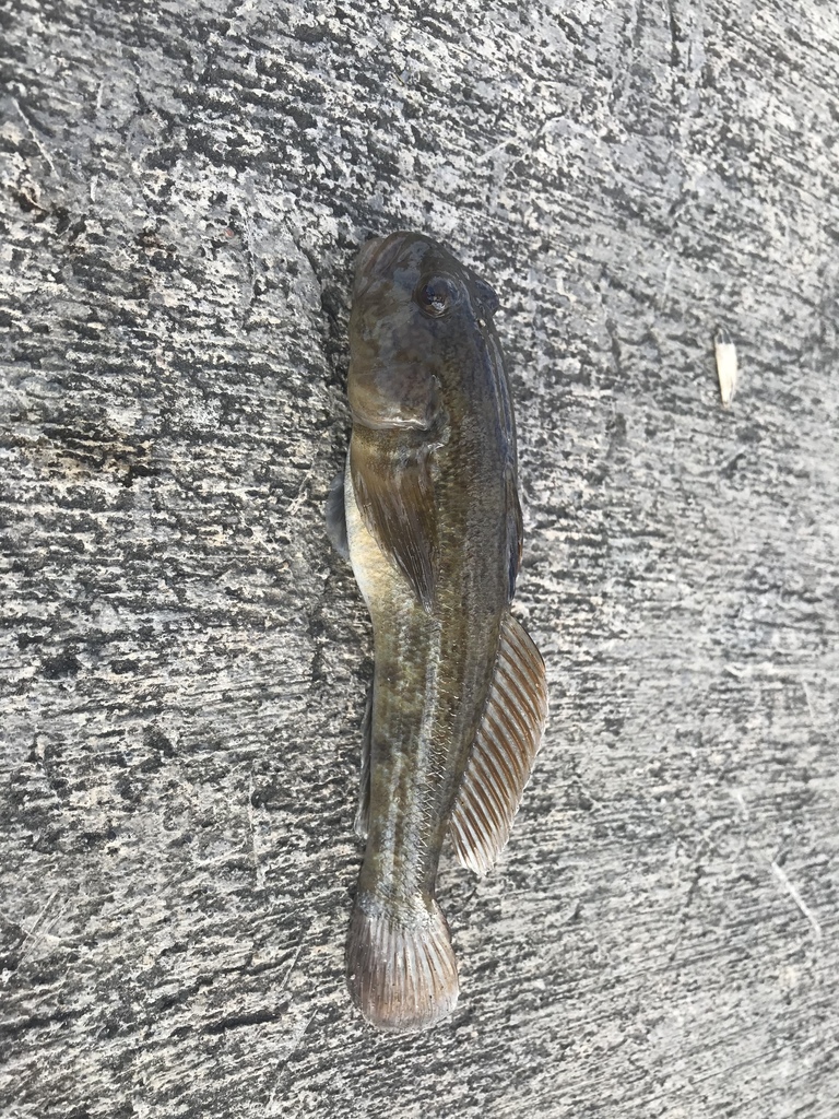 Round Goby from Lake Ontario, , NY, US on September 14, 2018 at 04:44 ...