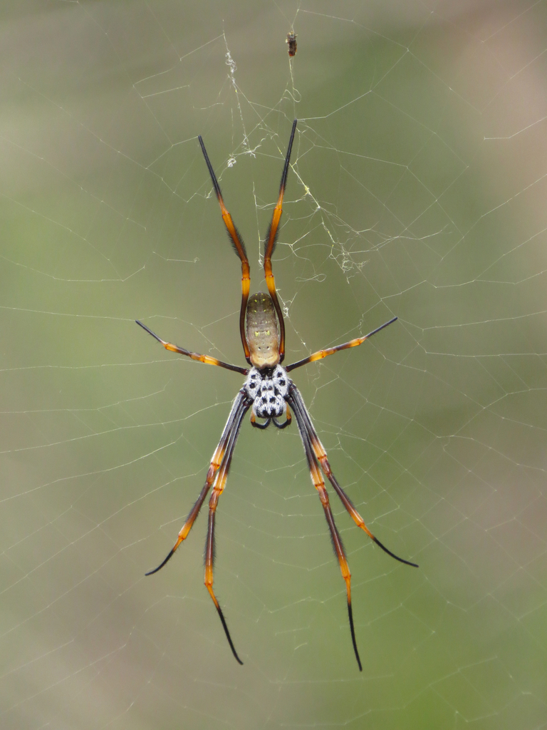 Tiger Spider from Burbank, Queensland, Australia on December 25, 2022 ...