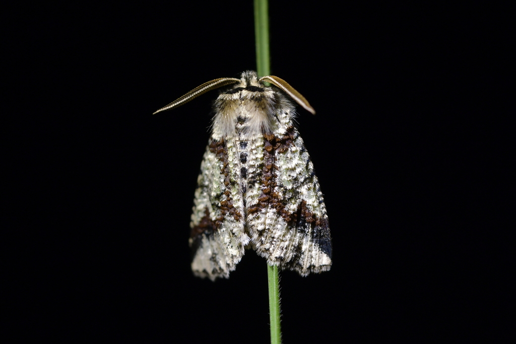 Declana nigrosparsa in December 2022 by Christopher Stephens · iNaturalist