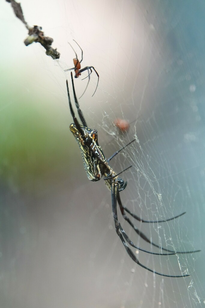Batik Golden Web Spider from Lim Chu Kang, Singapore on December 25 ...