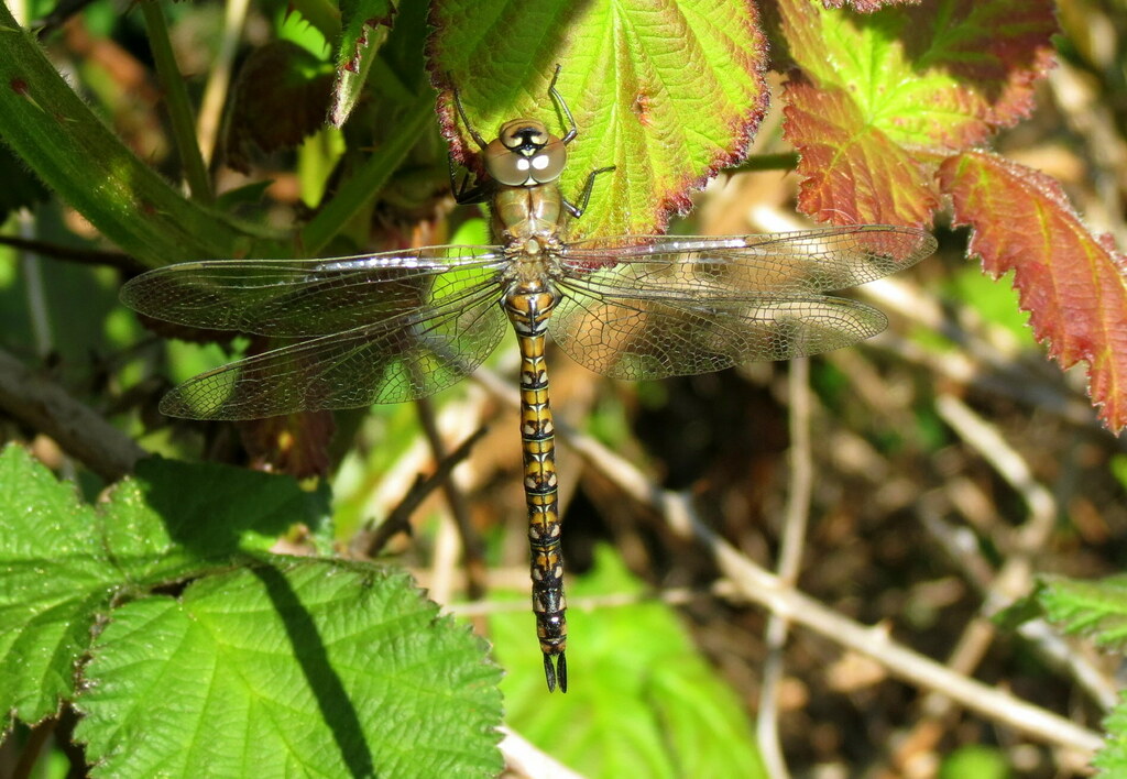 California Darner from Mt Tolmie, Saanich, BC V8P 4P9, Canada on April ...