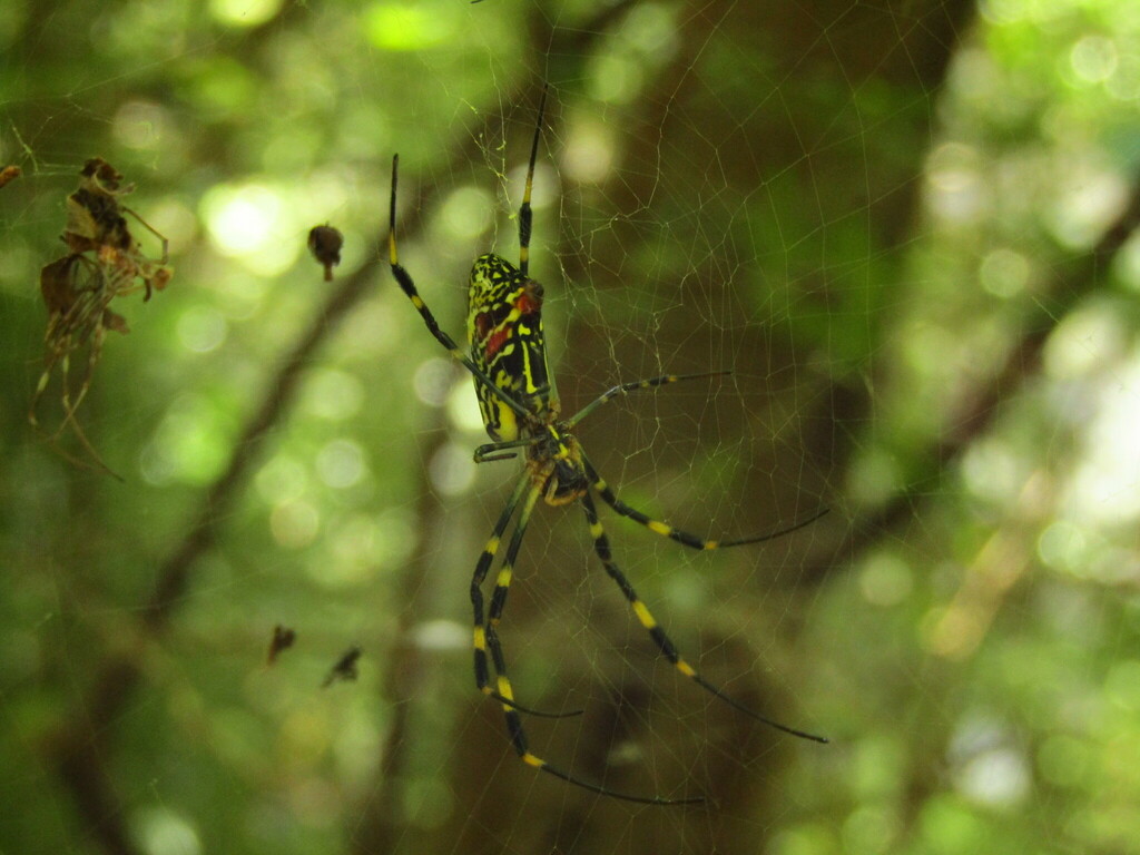 Joro Spider from Tomisatocho Tsuneyama, Shikokuchuo, Ehime 799-0645 ...