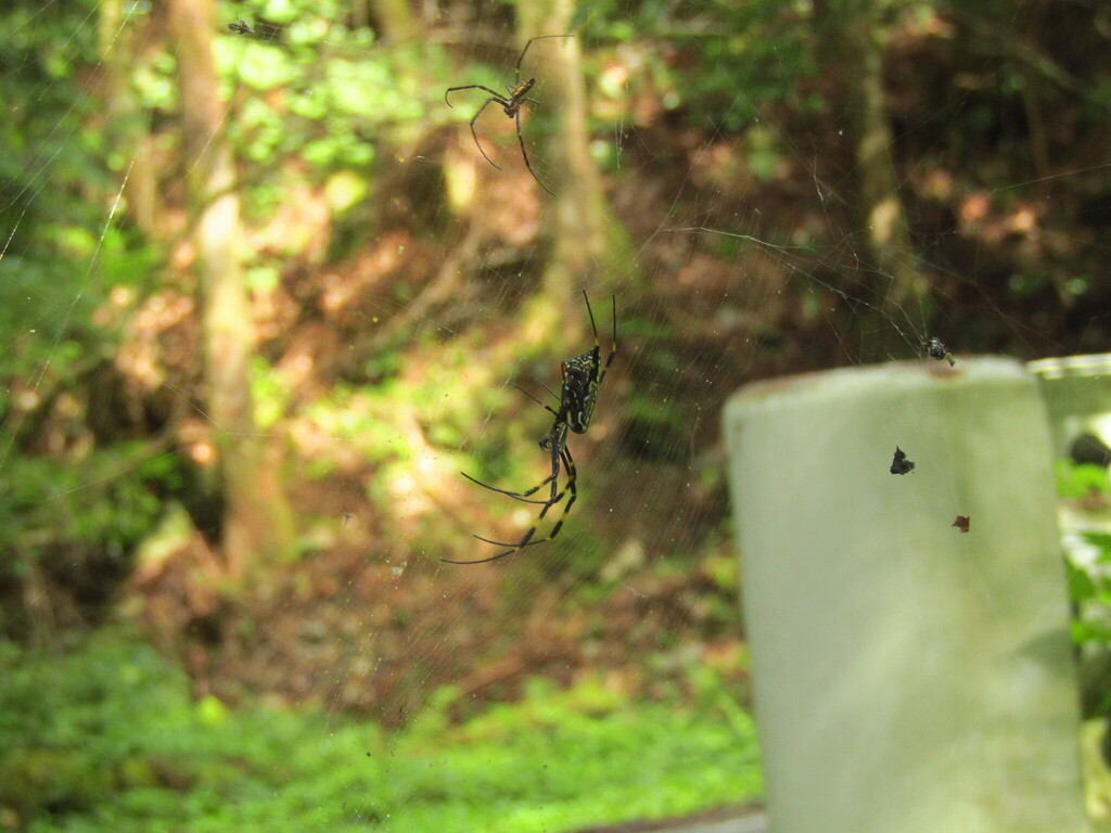 Joro Spider from Tomisatocho Tsuneyama, Shikokuchuo, Ehime 799-0645 ...