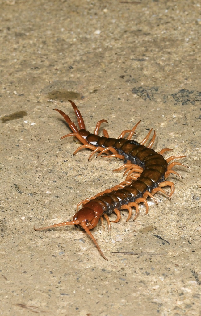 Scolopendra multidens in December 2022 by yexingcha · iNaturalist