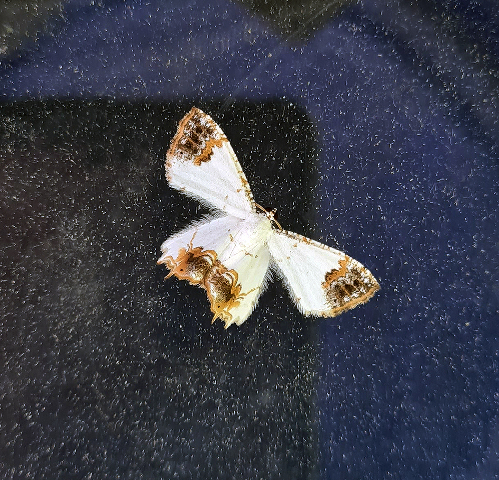 Epiplema apicalis from Upper Sichey, Gangtok, Sikkim, India on June 21 ...