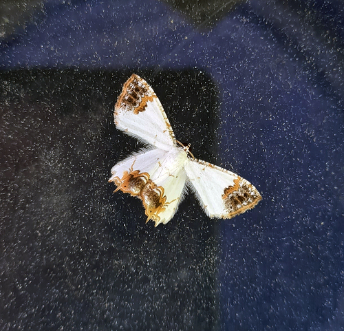 Epiplema apicalis · iNaturalist Mexico
