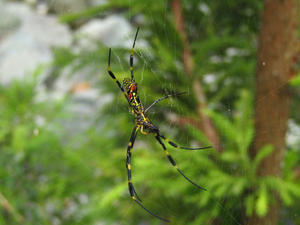 Joro Spider from Tomisatocho Tsuneyama, Shikokuchuo, Ehime 799-0645 ...