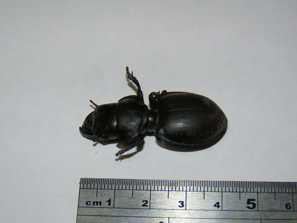 Euryscaphus from Rothsay WA 6620, Australia on December 25, 2022 at 09: ...