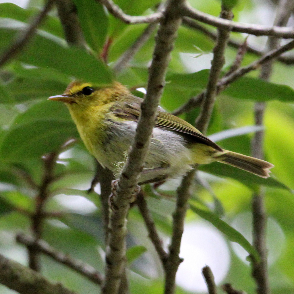 Yellow-throated Woodland-Warbler from Garden Route Botanical Garden on ...
