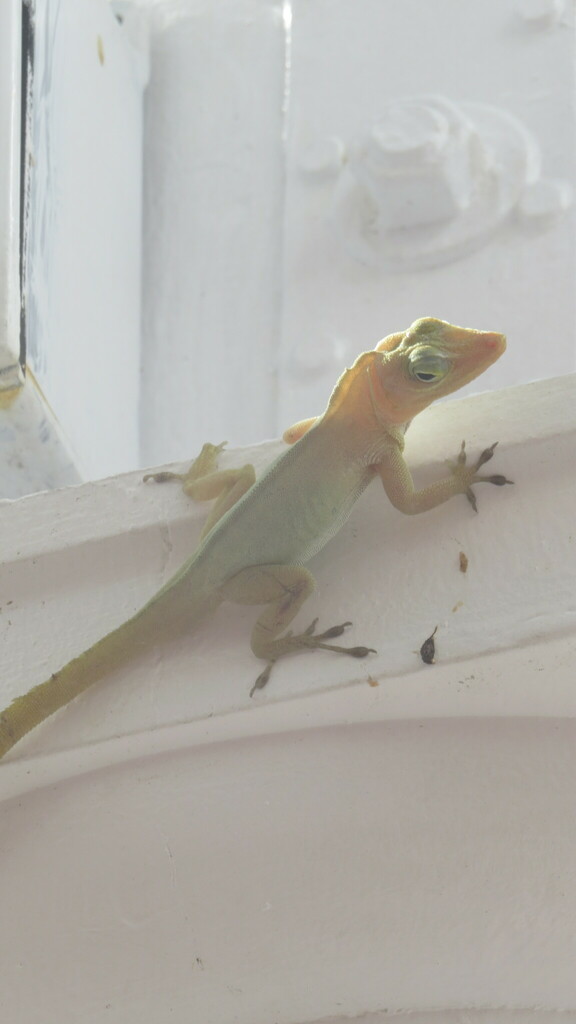 Saint Croix Anole from Marienhoj, Christiansted, St Croix 00820, USVI ...