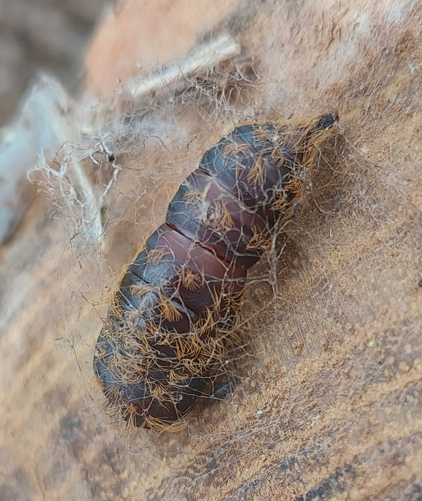 Spongy Moth from 30013 Cavallino-Treporti, Metropolitan City of Venice ...