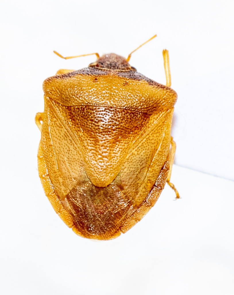 Dendrocoris contaminatus from Lucerne Valley, CA 92356, USA on May 21 ...