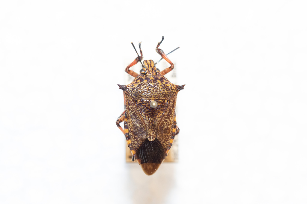 Giant Strong-nosed Stink Bug from St Tammany Parish, LA, USA on April 5 ...