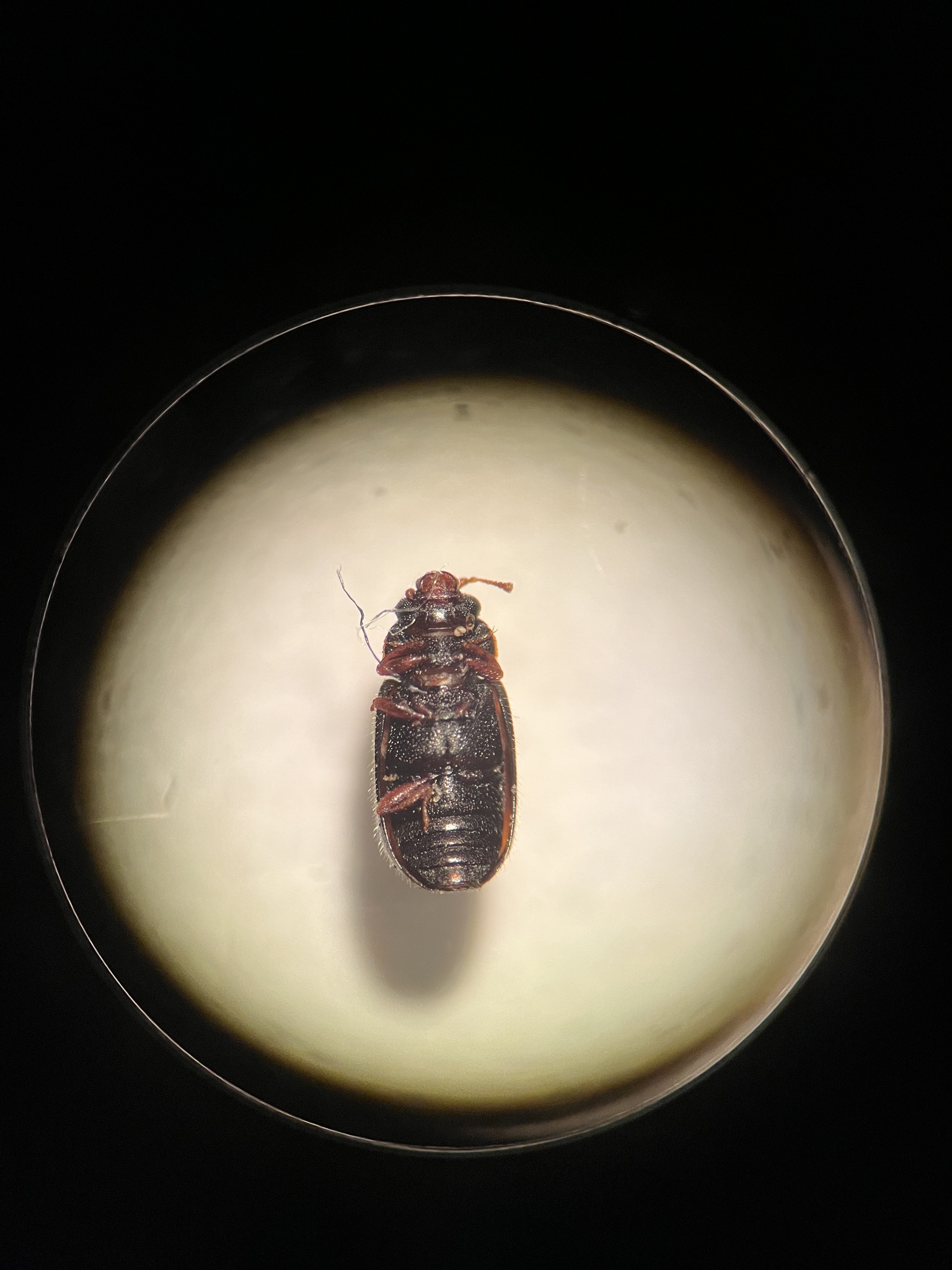 Sphindidae