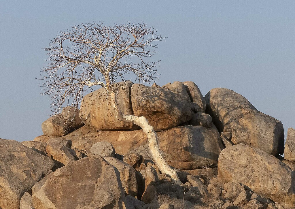 African Moringa from Kunene Region, Namibia on September 2, 2019 at 05: ...
