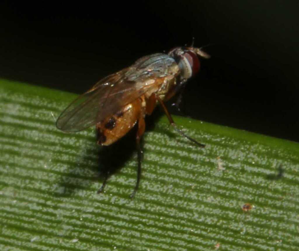 Shoot Flies from Temixco, Morelos, Mexico on December 24, 2022 at 07:22 ...